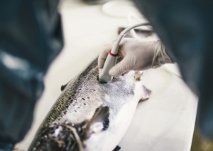 Professioanl Fish Ultrasound Machine Manufacturer in China