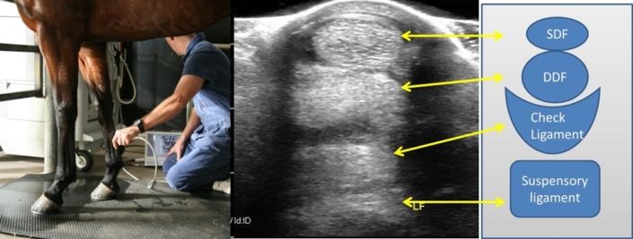 Equine and Horse Ultrasound Machine Manufacturer China